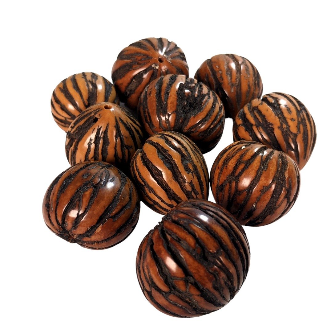 2 x Fair Trade Ecuador Tagua Nut | Terrapin Trading
