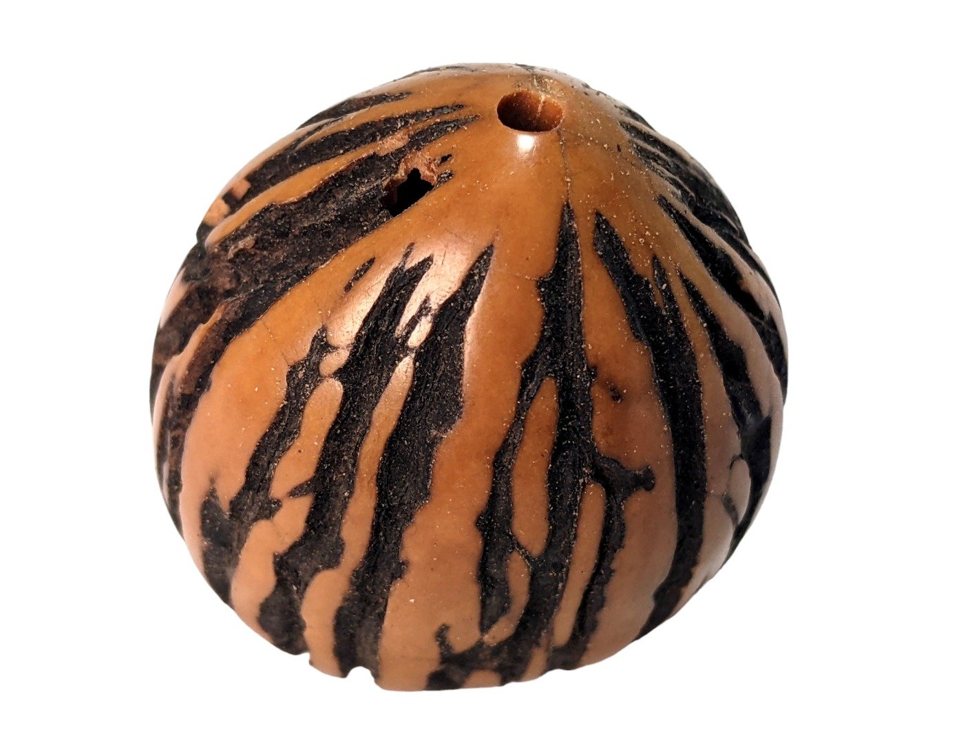 2 x Fair Trade Ecuador Tocte Nut | Terrapin Trading