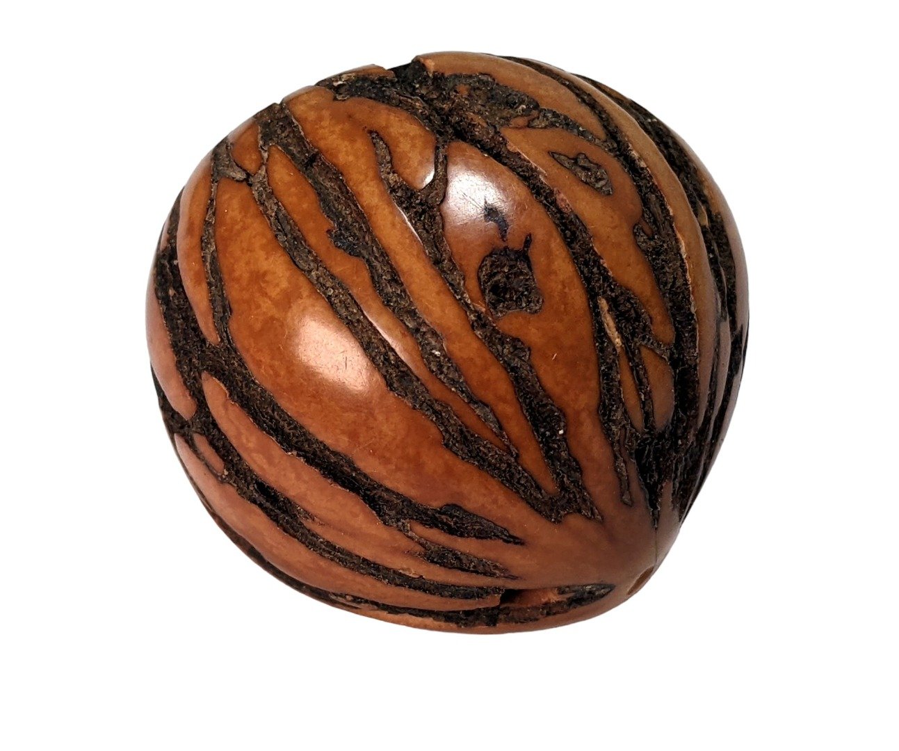 Tagua Nut | 2 x Fair Trade Ecuador Tocte Nut