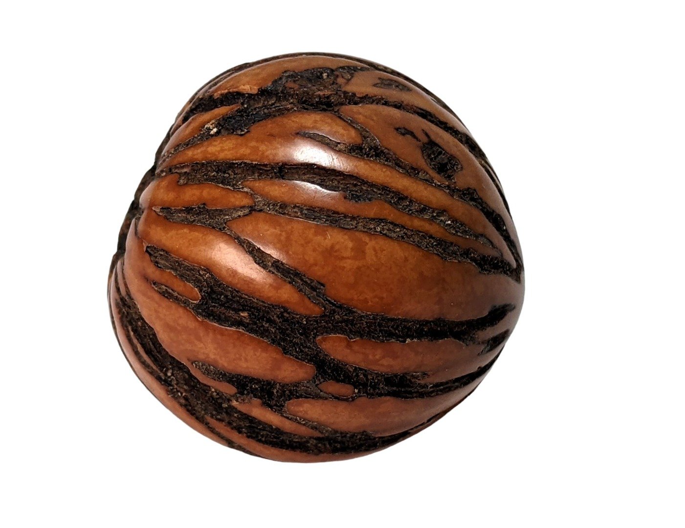 Tagua Nut | 2 x Fair Trade Ecuador Tocte Nut