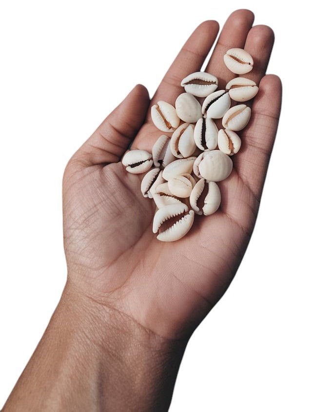 50 x Undrilled Genuine Moroccan El Wadaa Cowrie Shells | Amazigh Berber ...