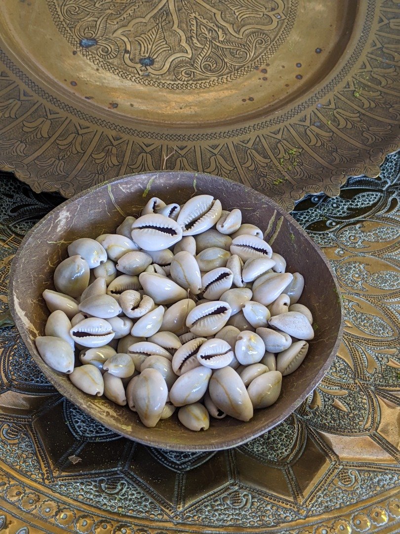 50 x Undrilled Genuine Moroccan El Wadaa Cowrie Shells | Amazigh Berber ...