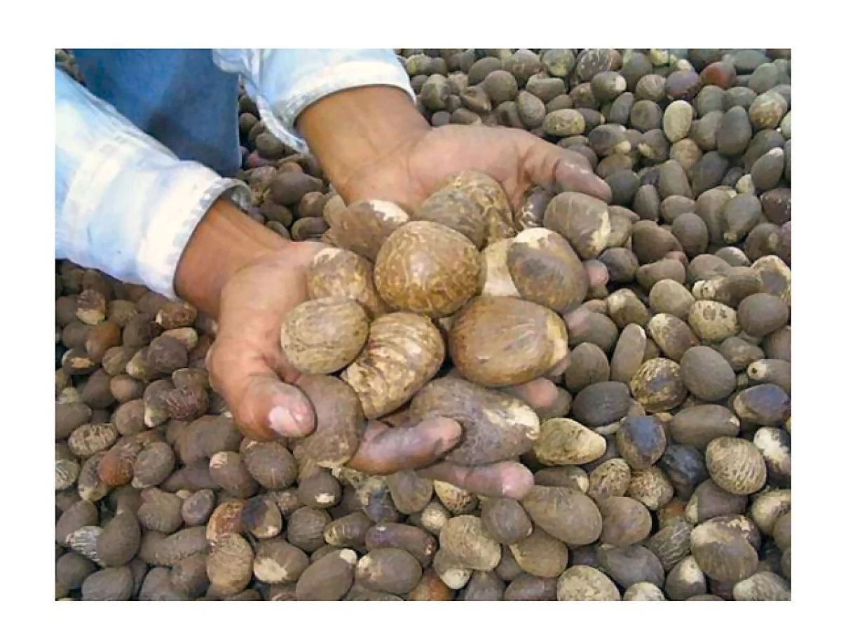 Phytelephas Aequatorialis | Phytelephas aequatorialis Vegan